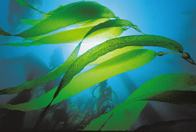 Repêchage – Simply Natural